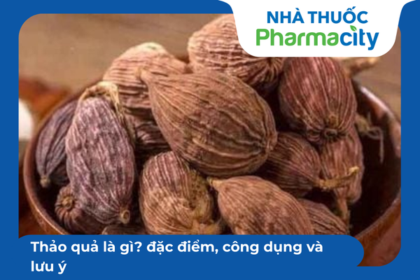 Cây bầu đất có công dụng gì? Những bài thuốc dân gian từ bầu đất