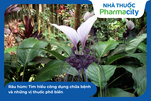 Râu hùm: Tìm hiểu công dụng chữa bệnh và những vị thuốc phổ biến