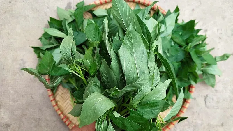 Rau đay là rau gì? Khám phá công dụng tuyệt vời của loại rau dân dã
