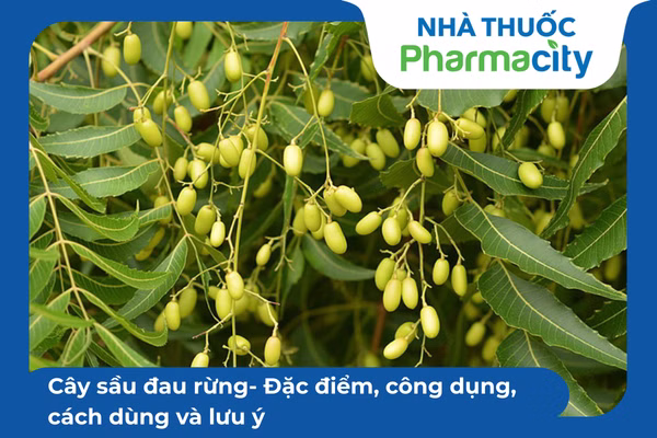 Cốt toái bổ có công dụng gì với sức khỏe? Cách dùng an toàn