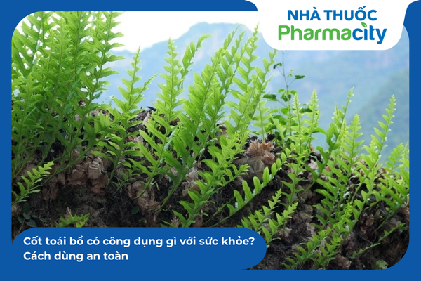 Cốt toái bổ có công dụng gì với sức khỏe? Cách dùng an toàn