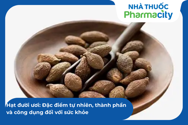 Hạt đười ươi: Đặc điểm tự nhiên, thành phần và công dụng đối với sức khỏe