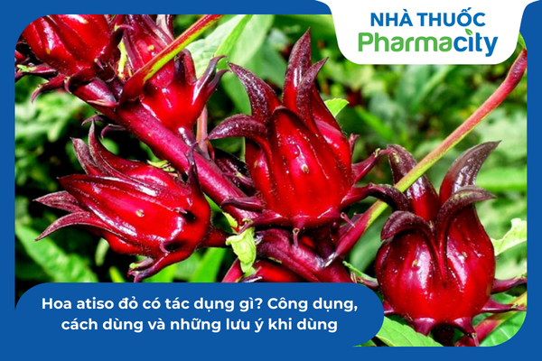 Hoa atiso đỏ có tác dụng gì? Công dụng, cách dùng và những lưu ý khi dùng