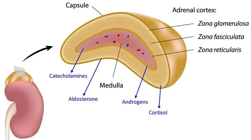 Medulla: tầm quan trọng và chức năng trong cơ thể