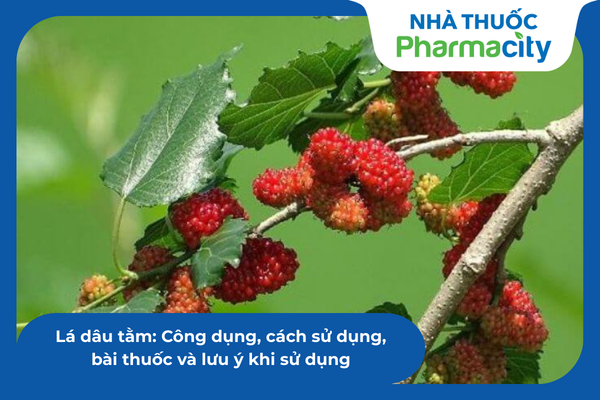 Lá dâu tằm: Công dụng, cách sử dụng, bài thuốc và lưu ý khi sử dụng