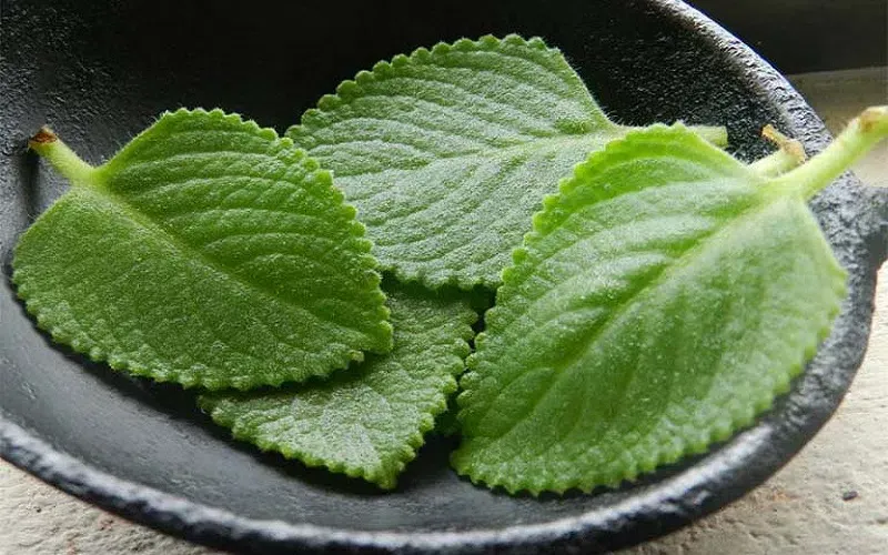 Lá húng chanh: Công dụng, cách dùng, bài thuốc và lưu ý quan trọng cần biết
