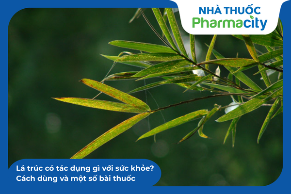 Lá trúc có tác dụng gì với sức khỏe? Cách dùng và một số bài thuốc