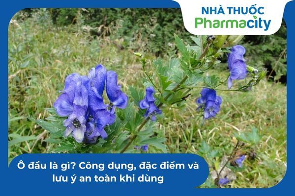 Ô đầu là gì? Công dụng, đặc điểm và lưu ý an toàn khi dùng