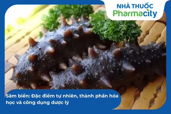 Sâm biển: Đặc điểm tự nhiên, thành phần hóa học và công dụng dược lý